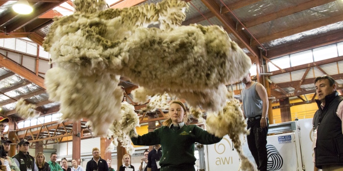 Three Things 'Ewe' Didn't Know About The Wool Industry · Student Edge ...