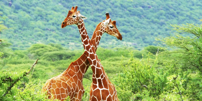 Science Says There Are Actually Four Different Types Of Giraffe; Let’s ...